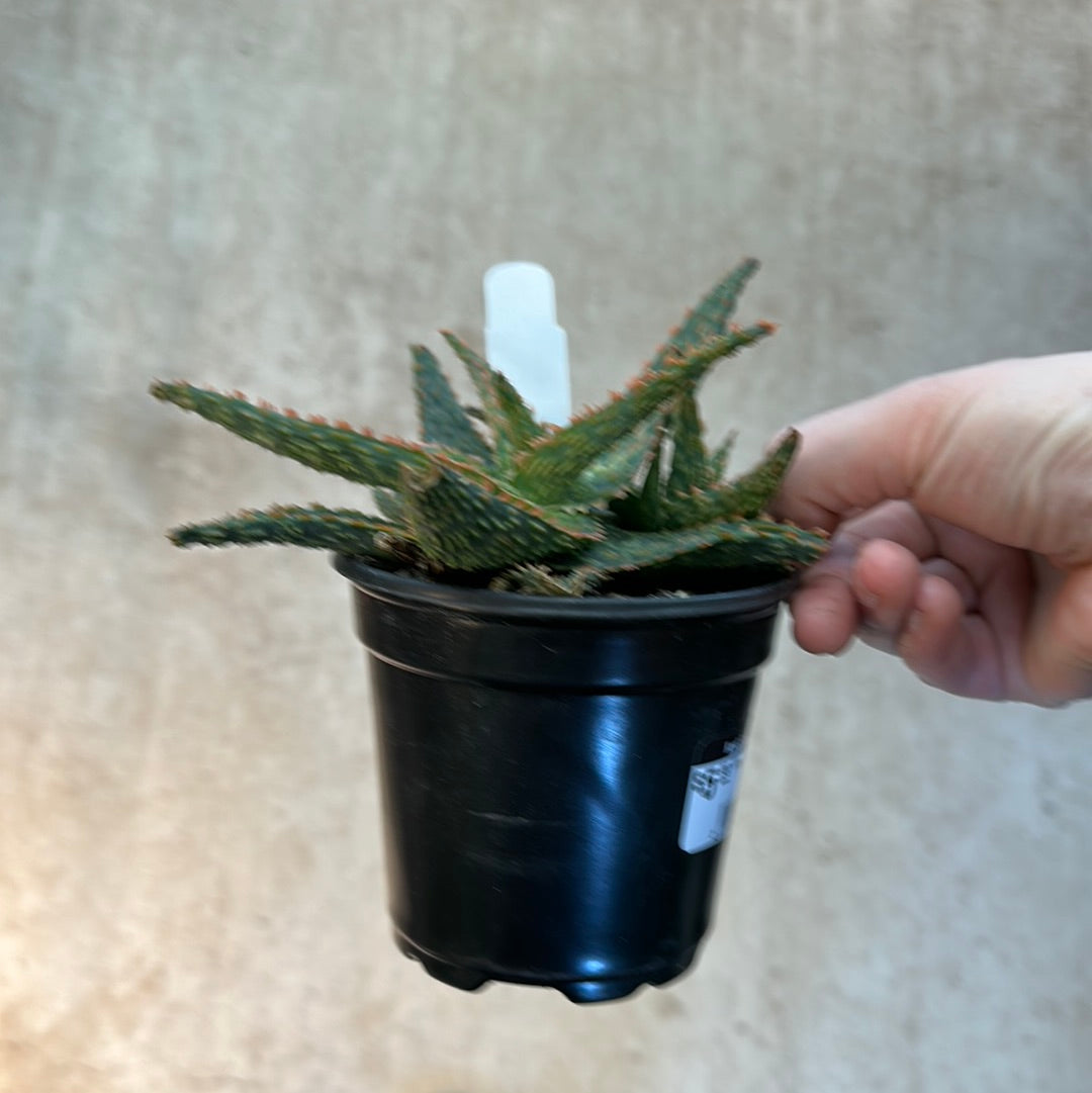 Aloe 'Orange Marmalade' 4" – Kent East Hill Nursery