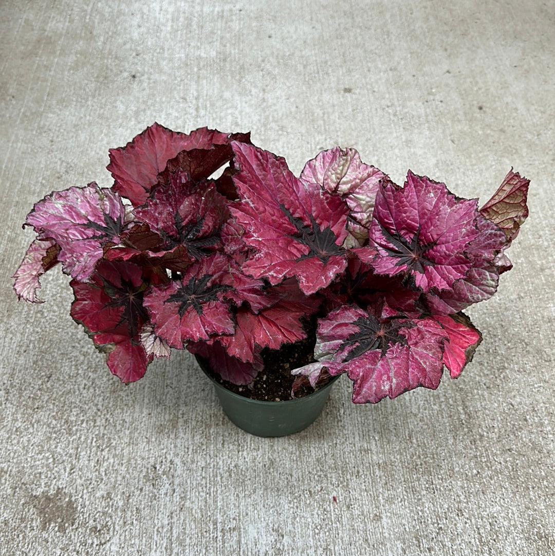 Begonia T Rex 'Ruby Slippers' 6" – Kent East Hill Nursery