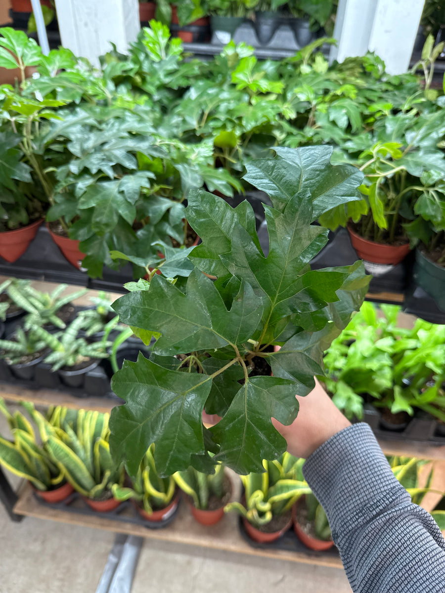 Cissus sp. 4" -Oakleaf Grape Ivy – Kent East Hill Nursery