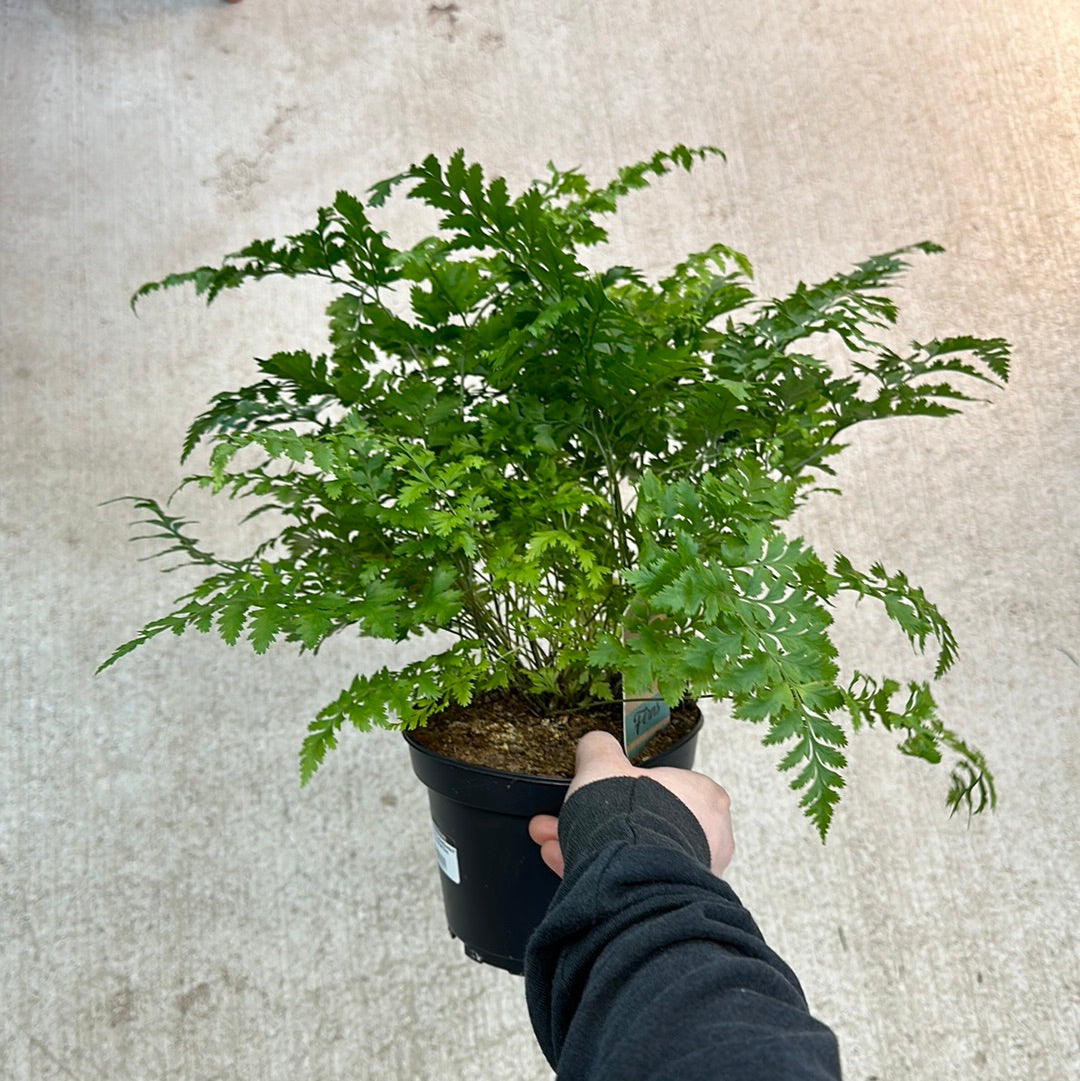 Rumohra adiantiformis 6" - Leatherleaf Fern – Kent East Hill Nursery