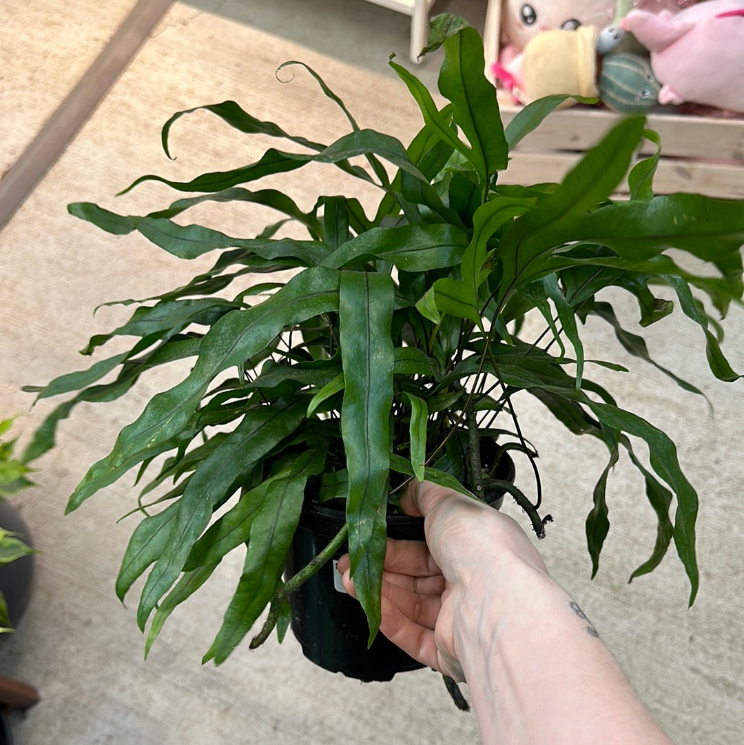 Microsorum diversifolium 6" - Kangaroo Fern – Kent East Hill Nursery