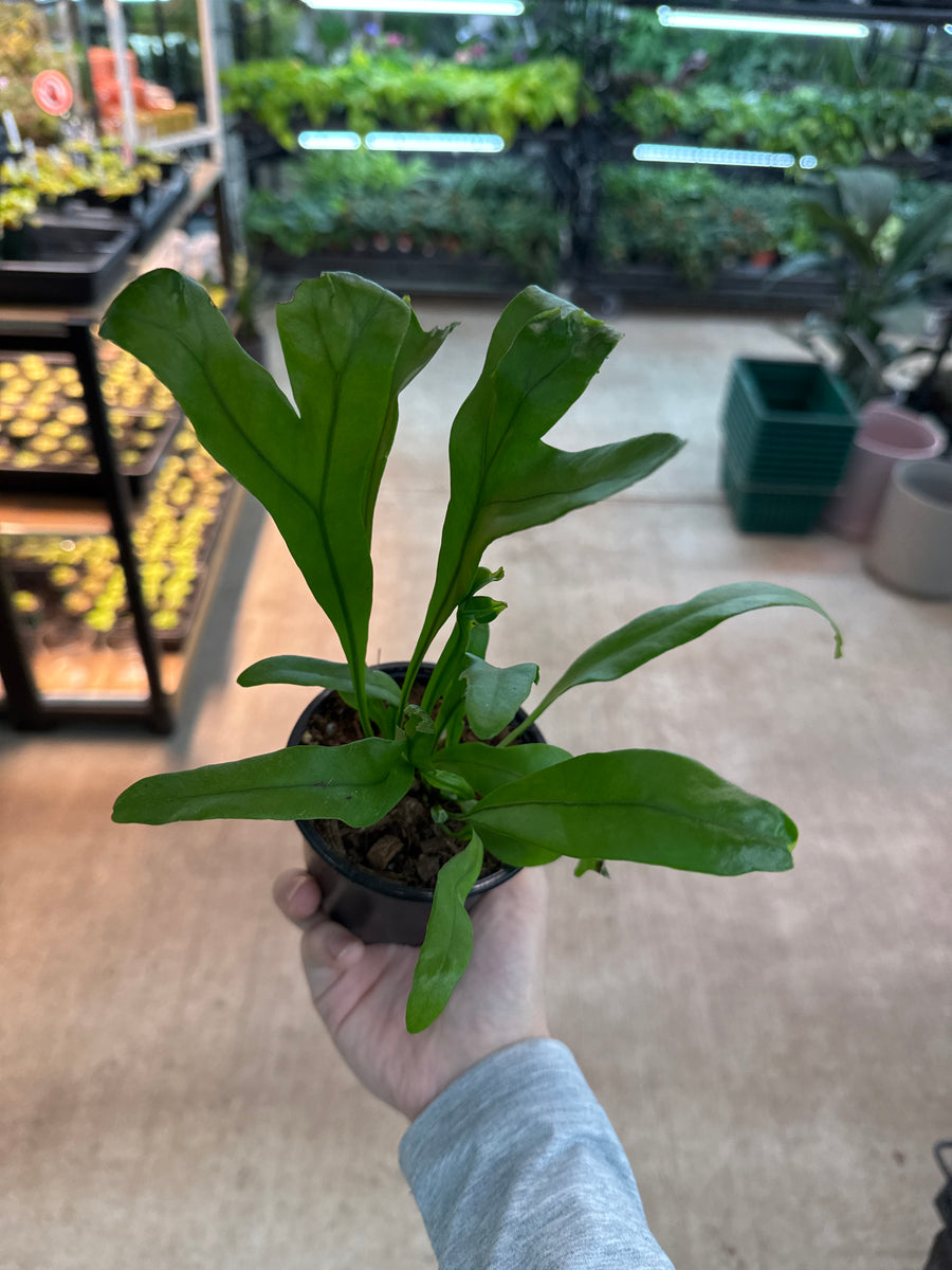 Microsorum punctatum 4" - Fishtail Fern – Kent East Hill Nursery