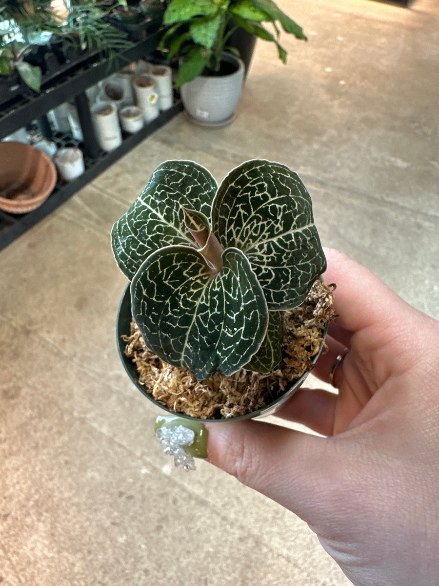 Anoectochilus formosanus 2" - Jewel Orchid – Kent East Hill Nursery