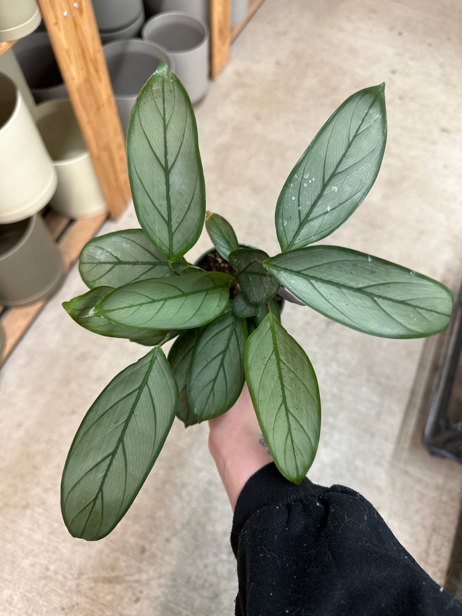 Ctenanthe setosa 'Grey Star' 4" - Never Never Plant – Kent East Hill ...