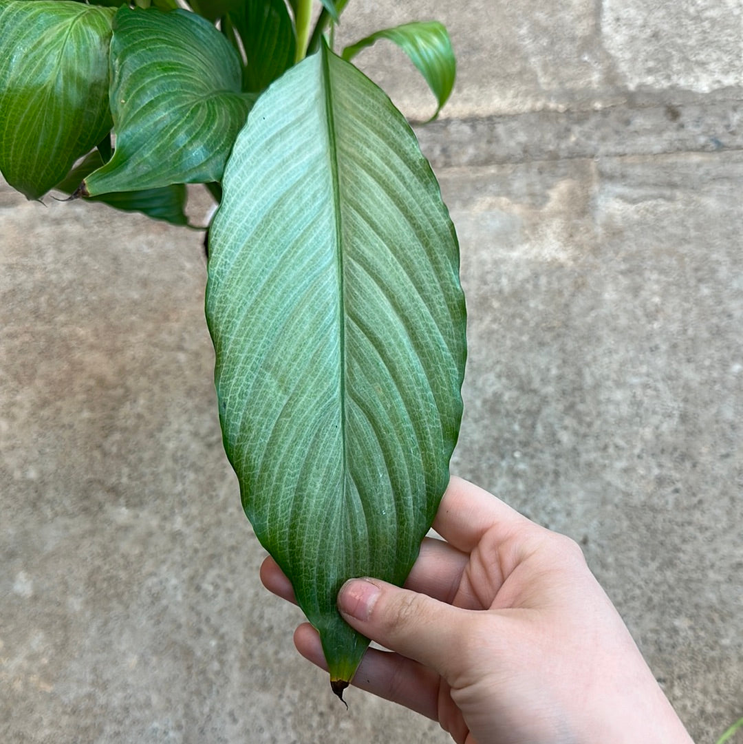 Spathiphyllum 'Platinum Mist' 4" - Platinum Mist Peace Lily – Kent East ...