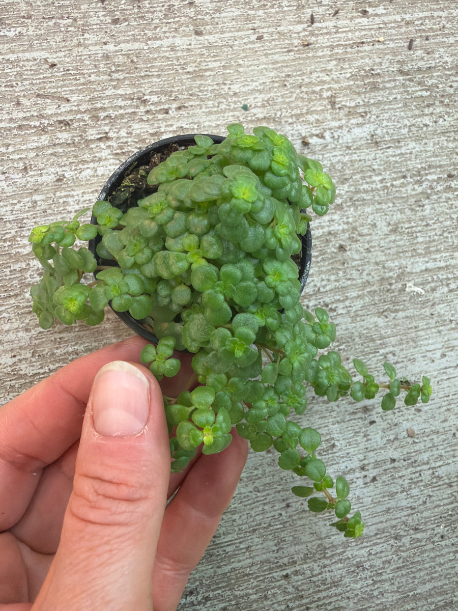 Pilea depressa 'Tiny Tears' 2" - Baby Tears – Kent East Hill Nursery