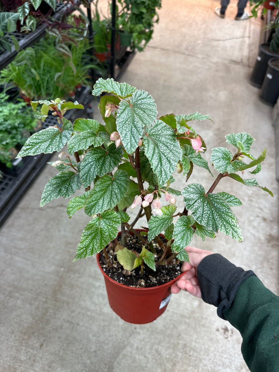 Begonia 'Snow Capped' 6" - Angel Wing Begonia – Kent East Hill Nursery