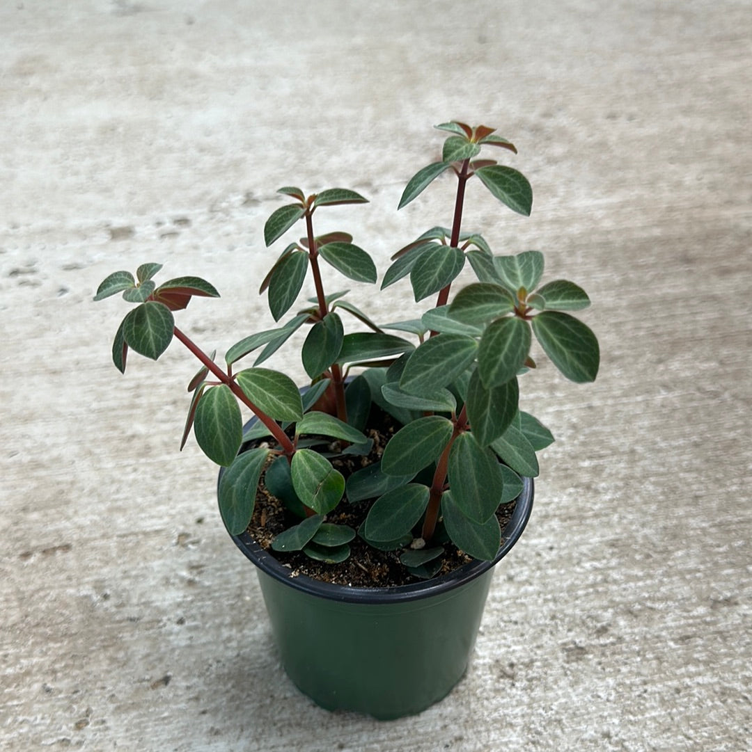 Peperomia Rubella 4" – Kent East Hill Nursery