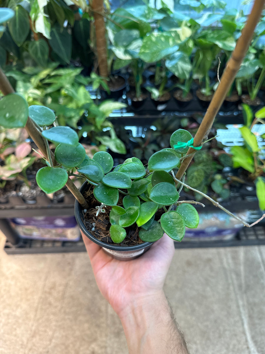 Hoya Mathilde 4" Trellis – Kent East Hill Nursery