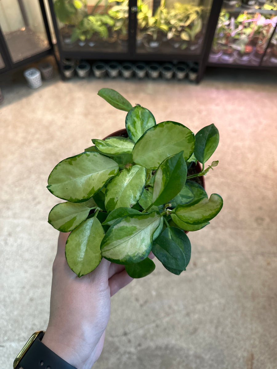 Hoya australis 'Lisa' 6" - Wax Plant – Kent East Hill Nursery