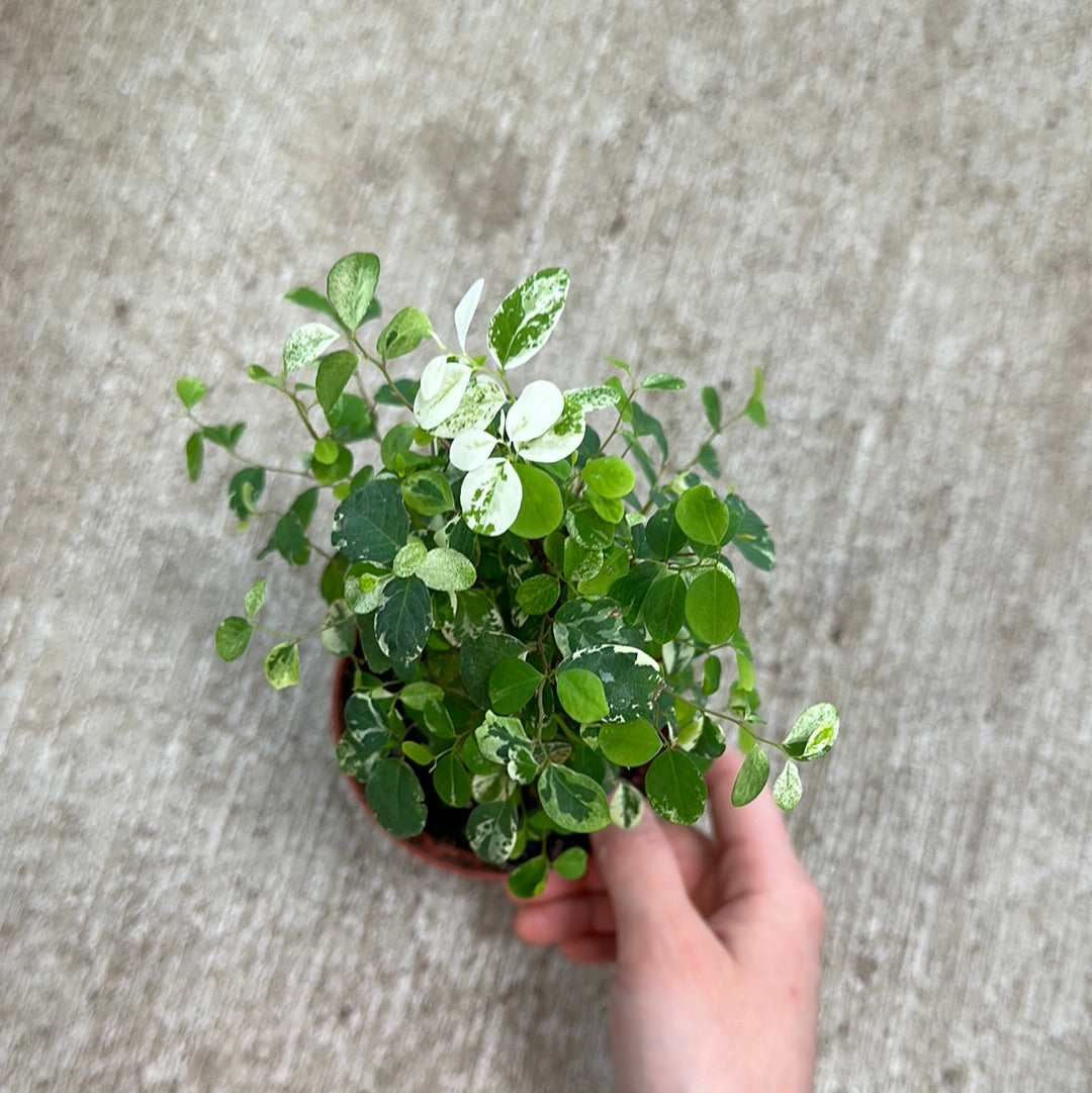 Breynia disticha 4" - Snowbush – Kent East Hill Nursery