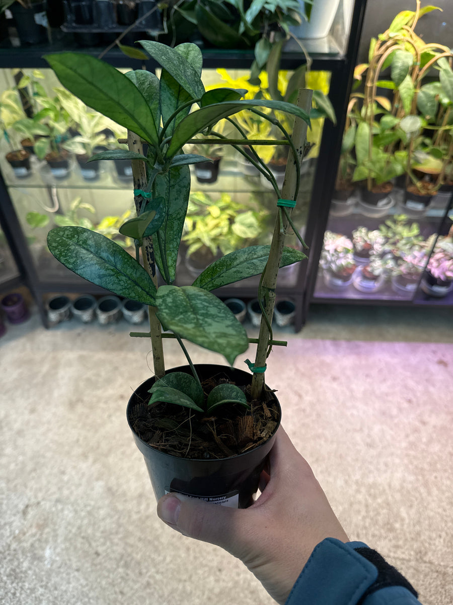 Hoya crassipetiolata Super Splash 4" – Kent East Hill Nursery