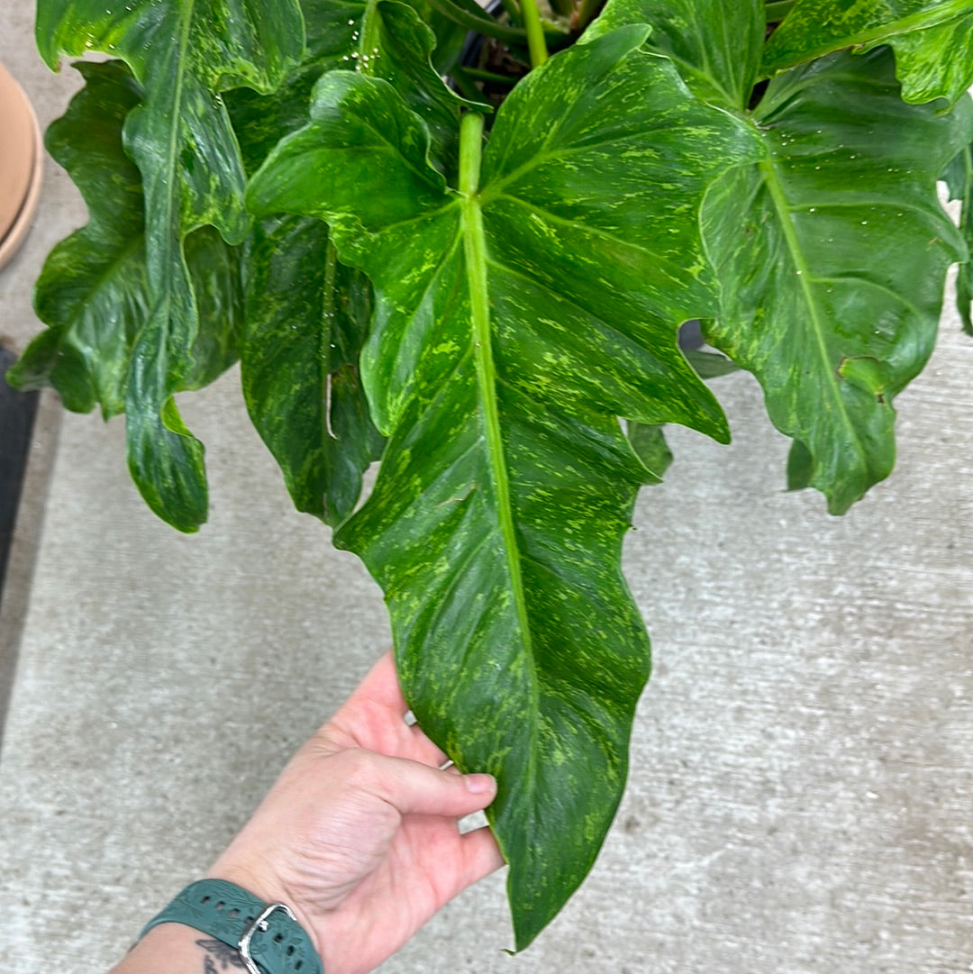 Philodendron Golden Dragon 8" – Kent East Hill Nursery