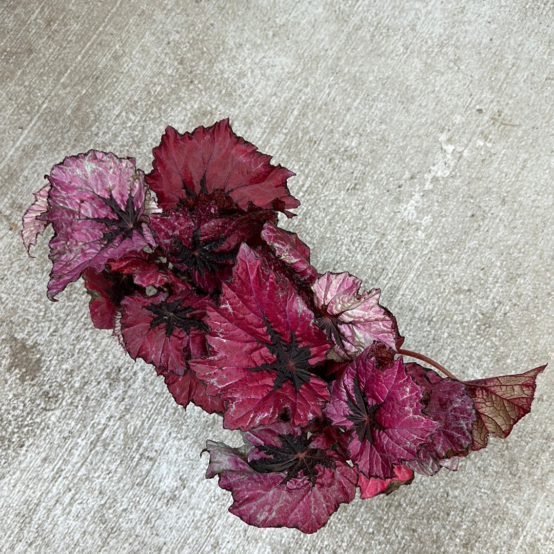Begonia T Rex 'Ruby Slippers' 6" – Kent East Hill Nursery