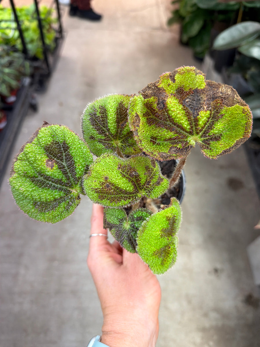 Begonia masoniana 4" - Iron Cross Begonia – Kent East Hill Nursery