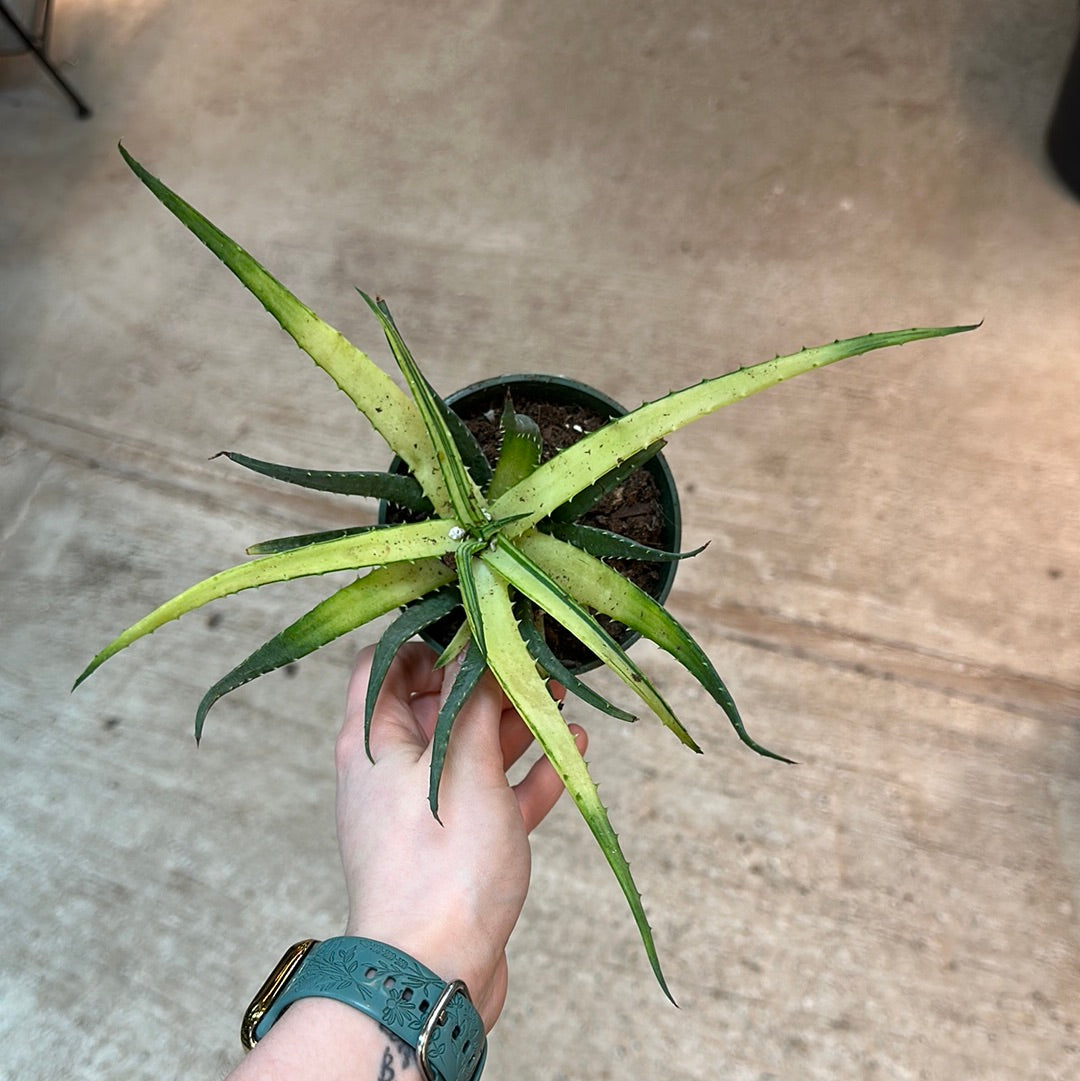 Aloe Solar Flare 4" – Kent East Hill Nursery