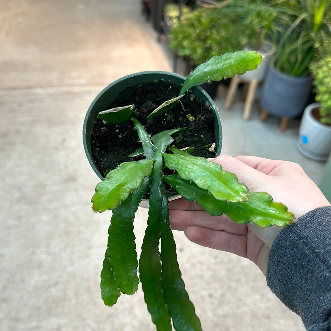 Epiphyllum anguliger 4" - Fishbone Cactus – Kent East Hill Nursery