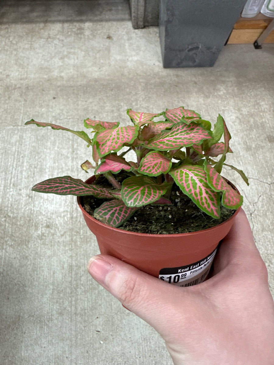 Fittonia Ruby Lime 4" – Kent East Hill Nursery