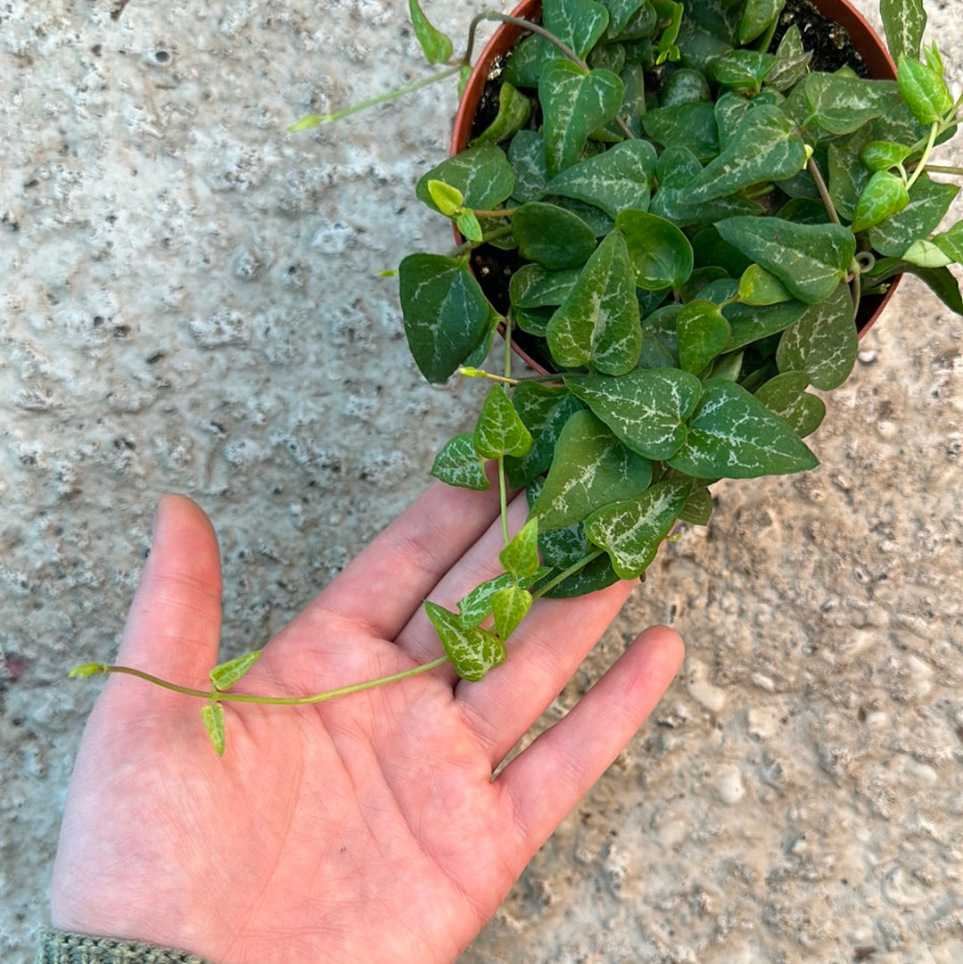 Ceropegia woodii 'String of Spades'4" – Kent East Hill Nursery