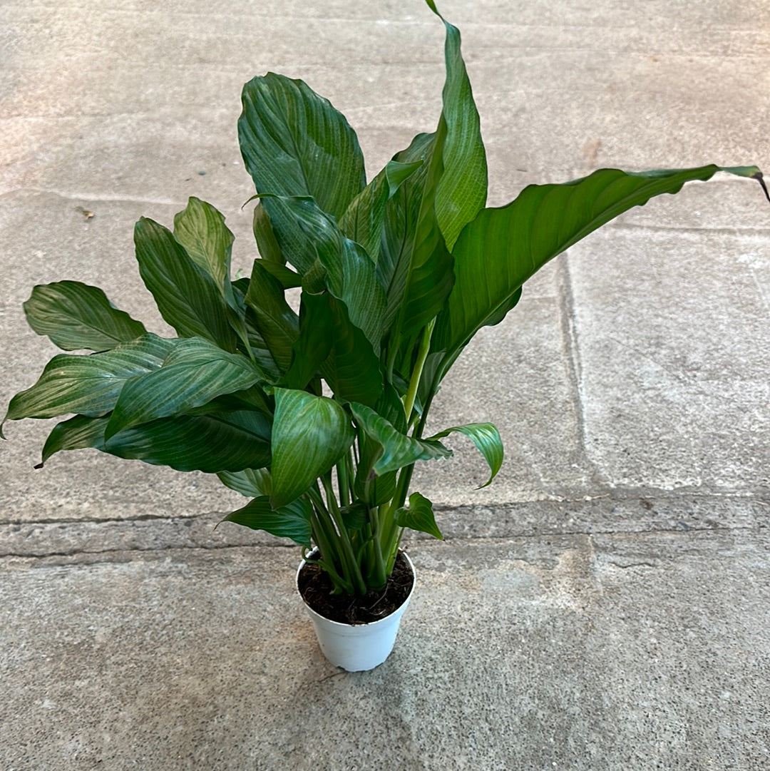 Spathiphyllum 'Platinum Mist' 4" - Platinum Mist Peace Lily – Kent East ...