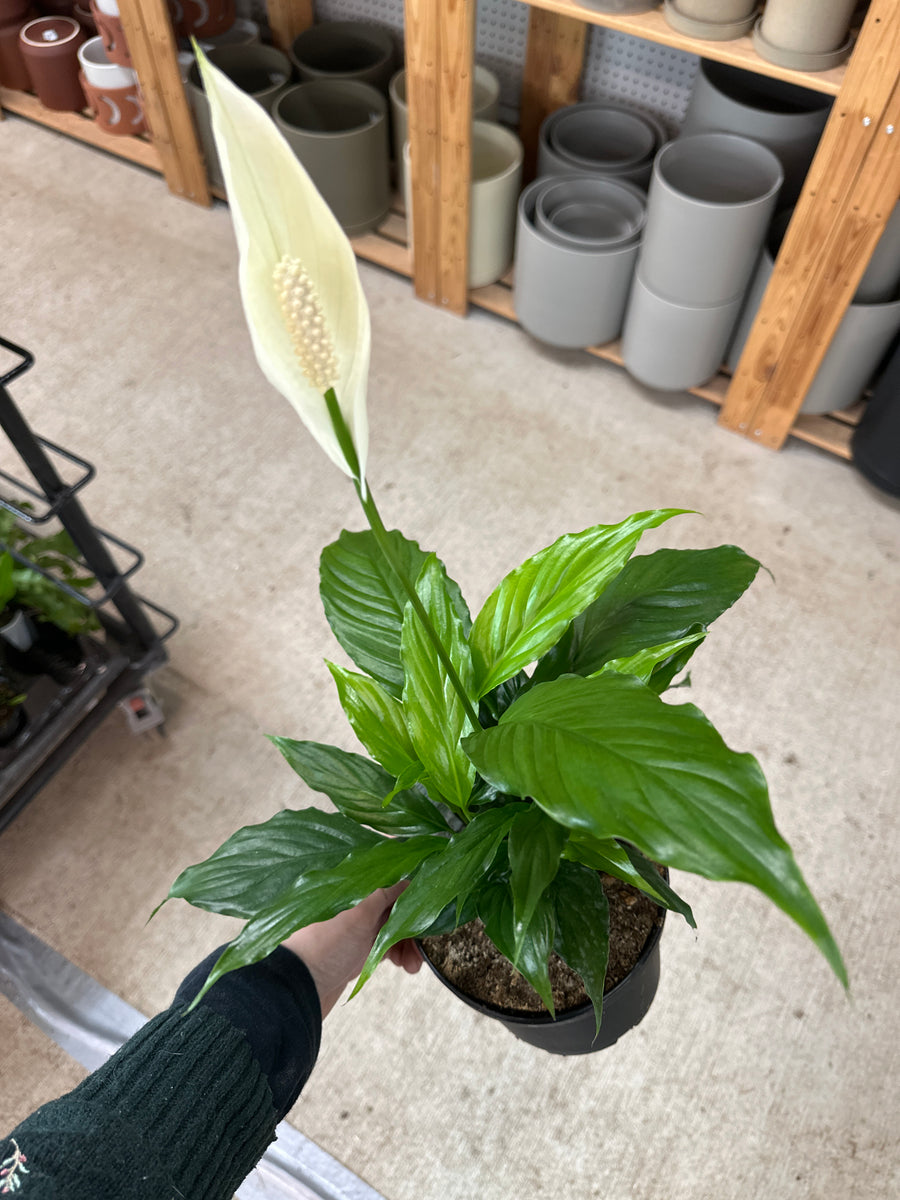 Spathiphyllum Sp. 6" - Peace Lily – Kent East Hill Nursery