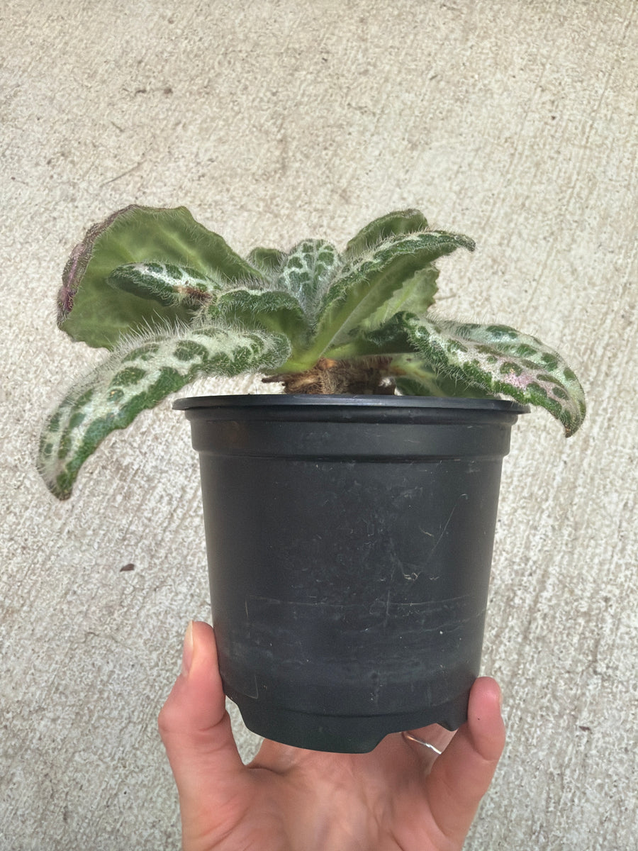 Primulina dryas 4" - Primulina – Kent East Hill Nursery