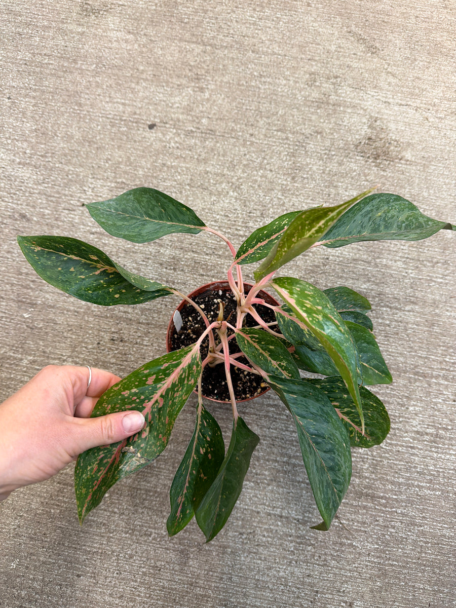 Aglaonema Amelia Lane 6" - Chinese Evergreen – Kent East Hill Nursery
