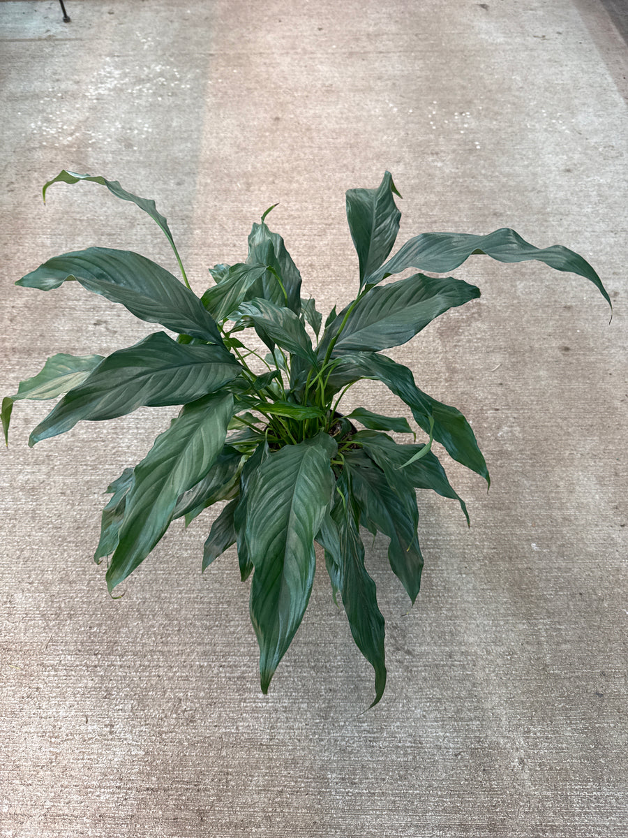 Spathiphyllum sp. 6" - Peace Lily – Kent East Hill Nursery