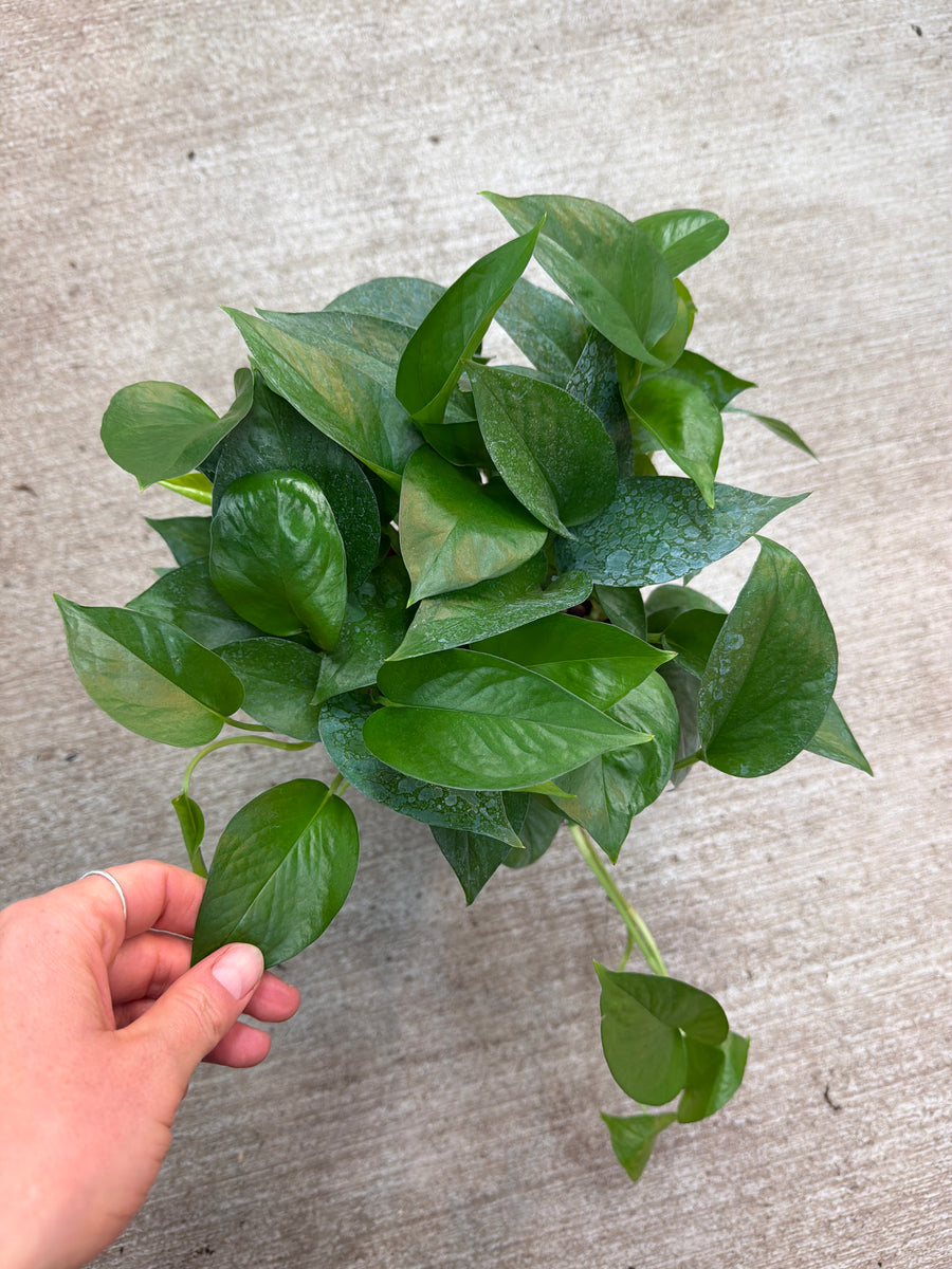 Epipremnum 'Jade' 6" - Jade Pothos – Kent East Hill Nursery