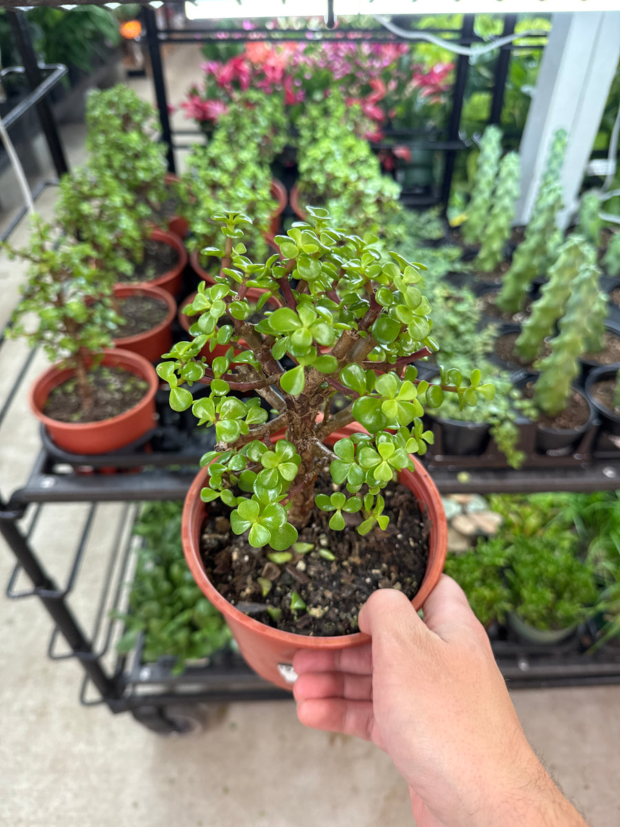 Portulacaria afra sp. 6" - Tree Shape Elephant Bush – Kent East Hill ...