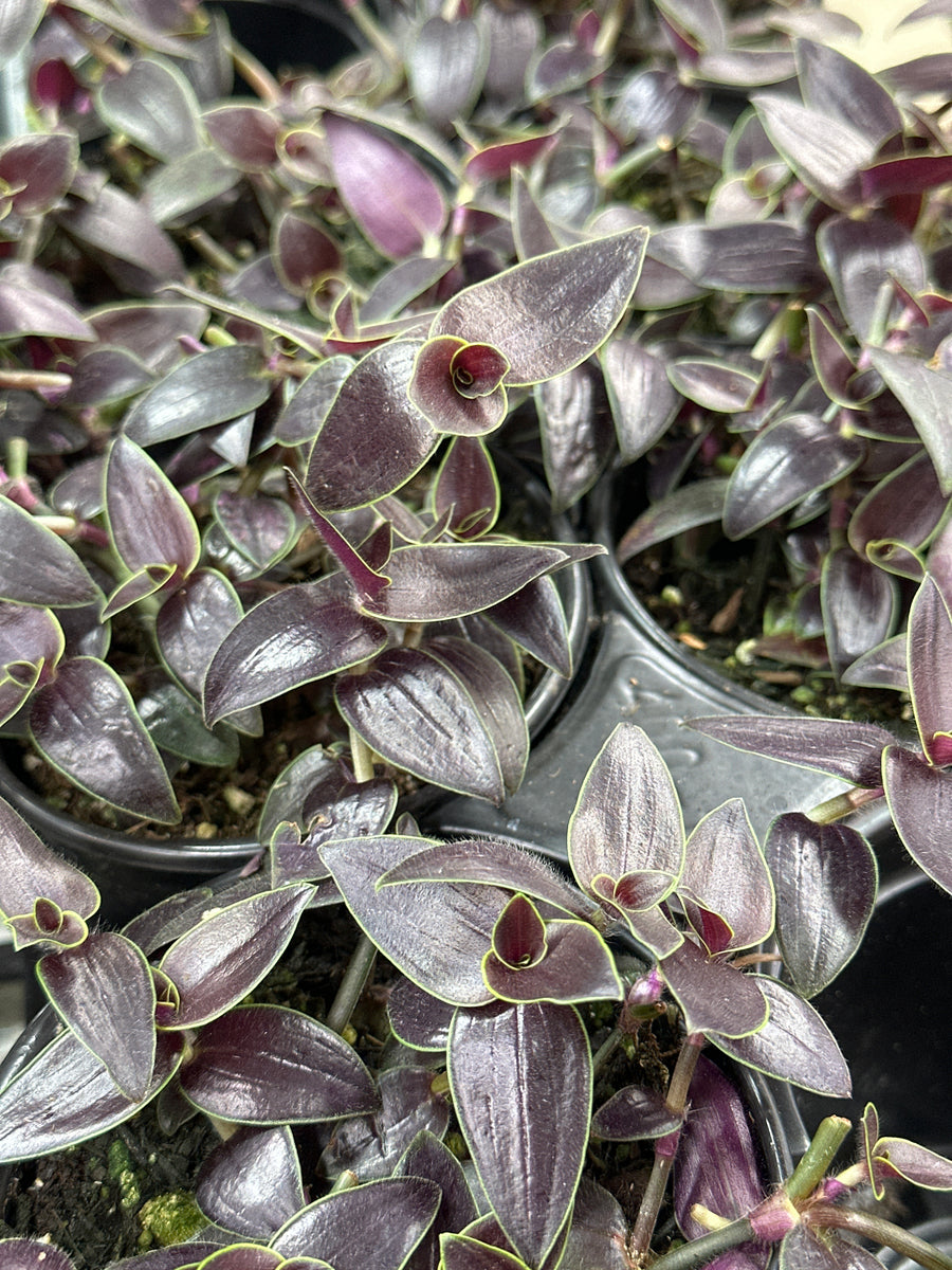 Tradescantia Jose Puig 4" - Inch Plant – Kent East Hill Nursery