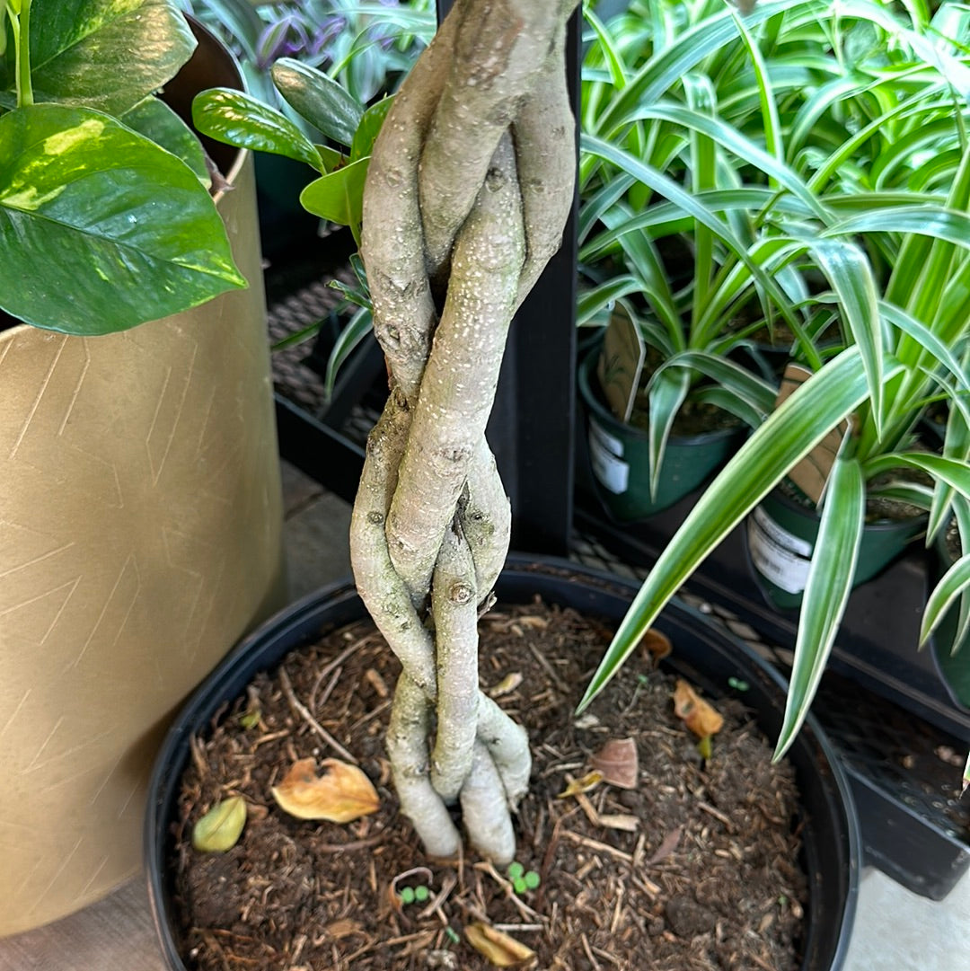 Ficus Moclame Braid 12" – Kent East Hill Nursery