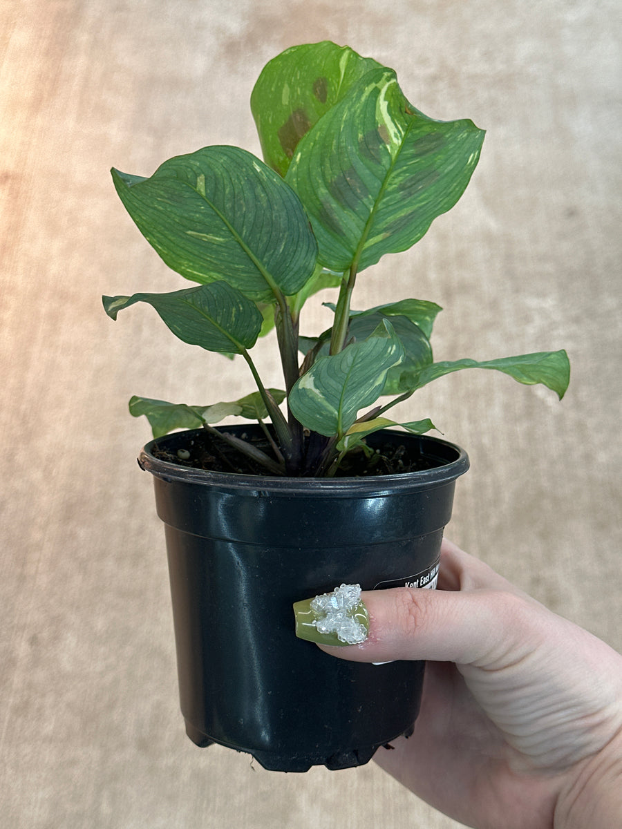 Maranta l. k. 'Variegata' 4" - Variegated Prayer Plant – Kent East Hill ...