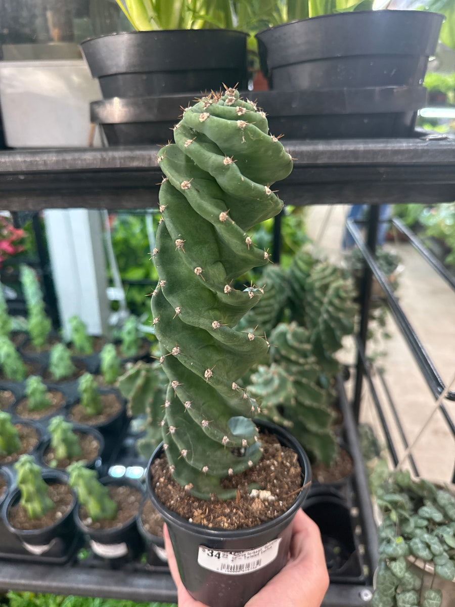 Cereus forbesii 'Spiralis' 4" - Twisted Cactus – Kent East Hill Nursery