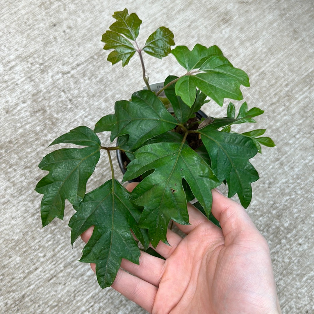 Cissus 'Ellen Danica' 4" - Oak Leaf Ivy – Kent East Hill Nursery