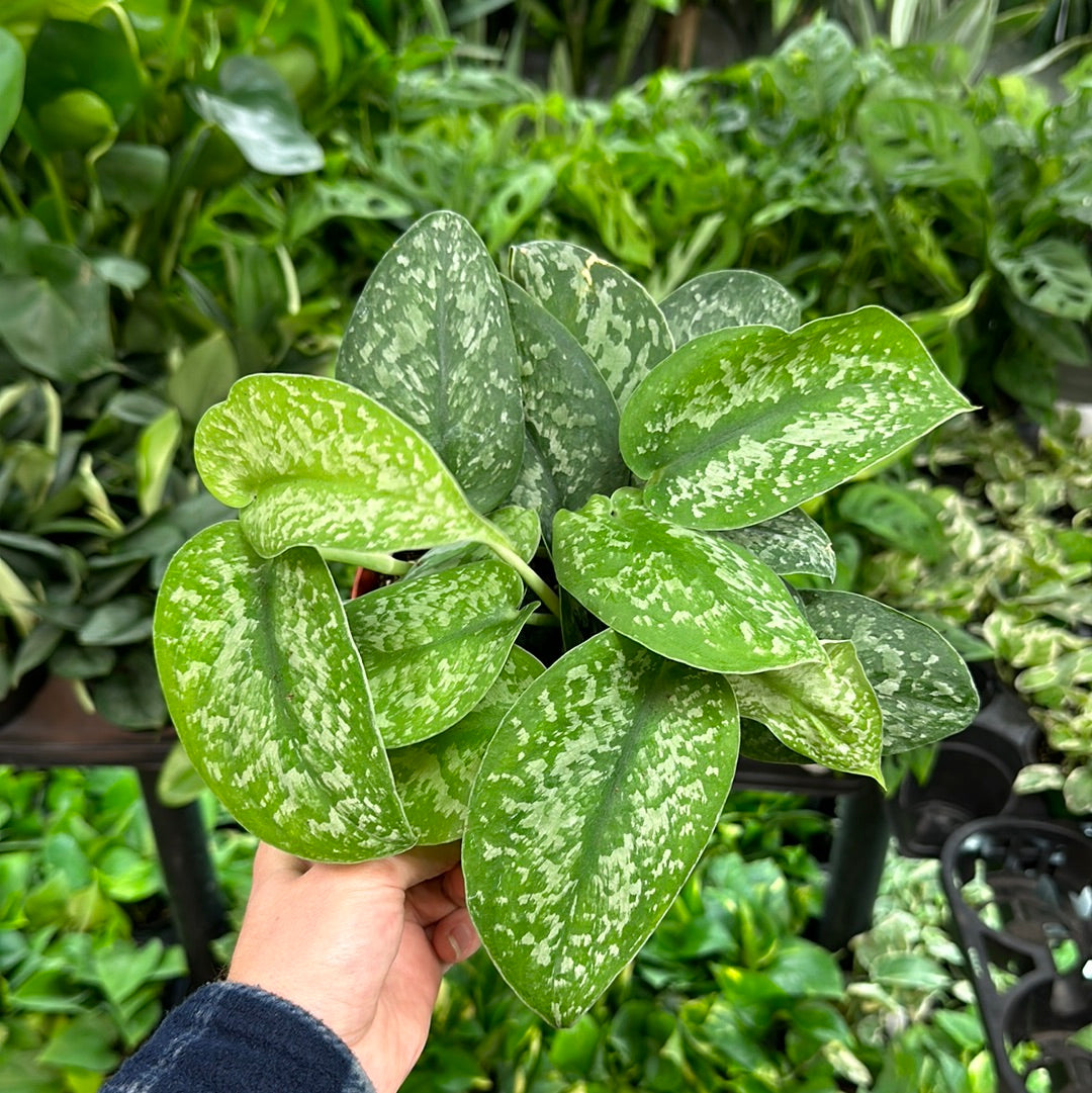 Scindapsus Silver Splash 6" - Satin Pothos – Kent East Hill Nursery