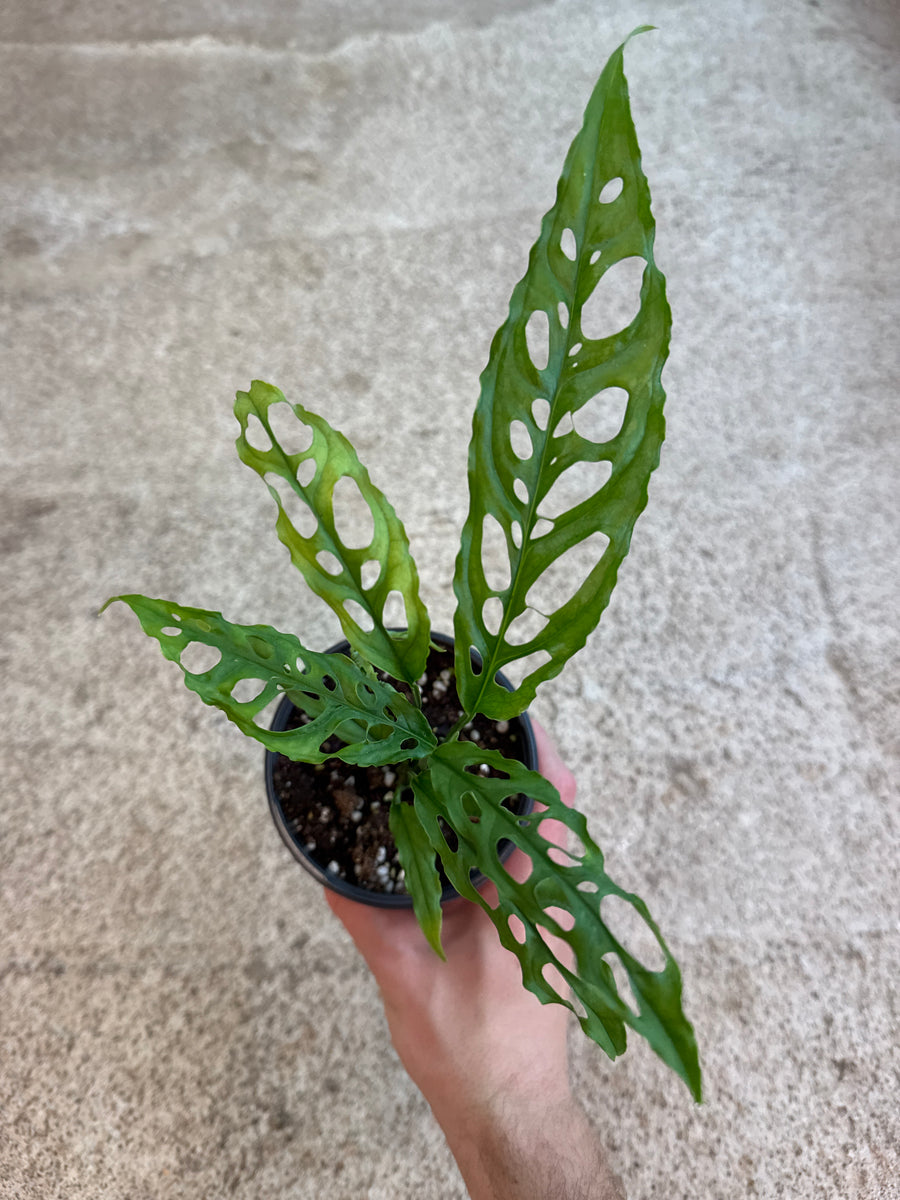 Monstera Obliqua Peru 4" – Kent East Hill Nursery