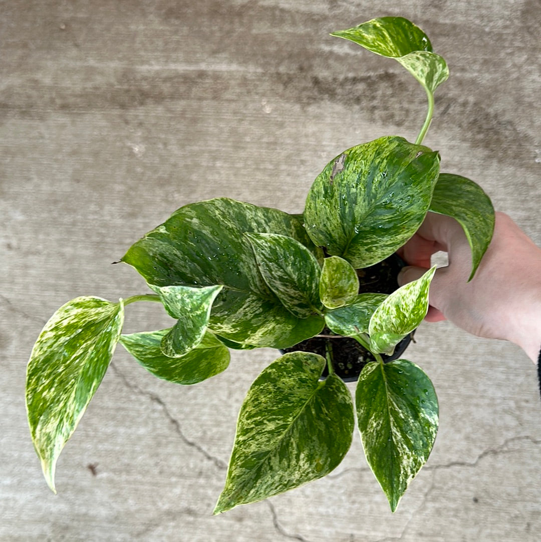 Epipremnum a. 'Snow Goddess' 4" - Pothos – Kent East Hill Nursery
