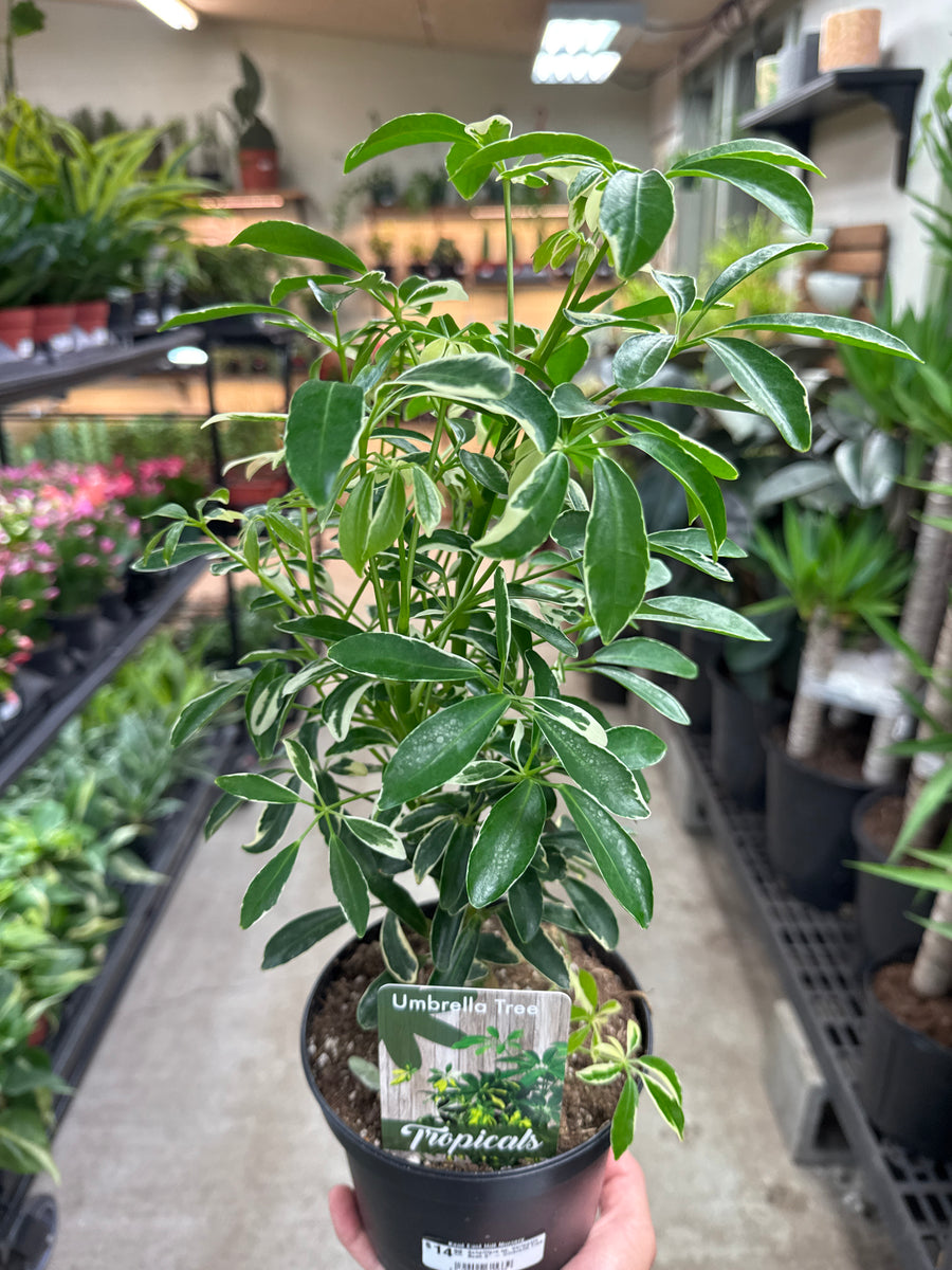 Schefflera sp. Variegata Bush 6" - Umbrella Tree – Kent East Hill Nursery