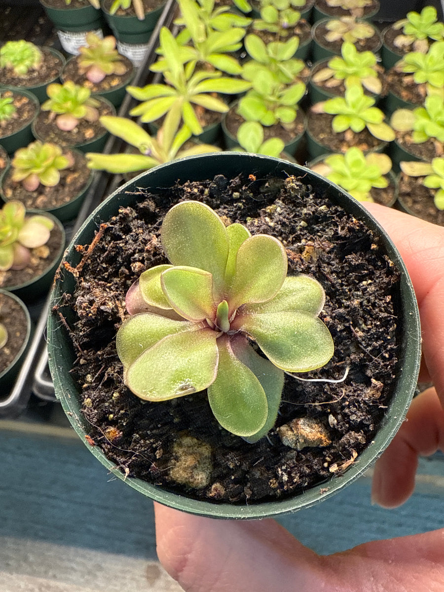 Pinguicula Emarginata x Elizabethiae 2" - Butterwort – Kent East Hill ...