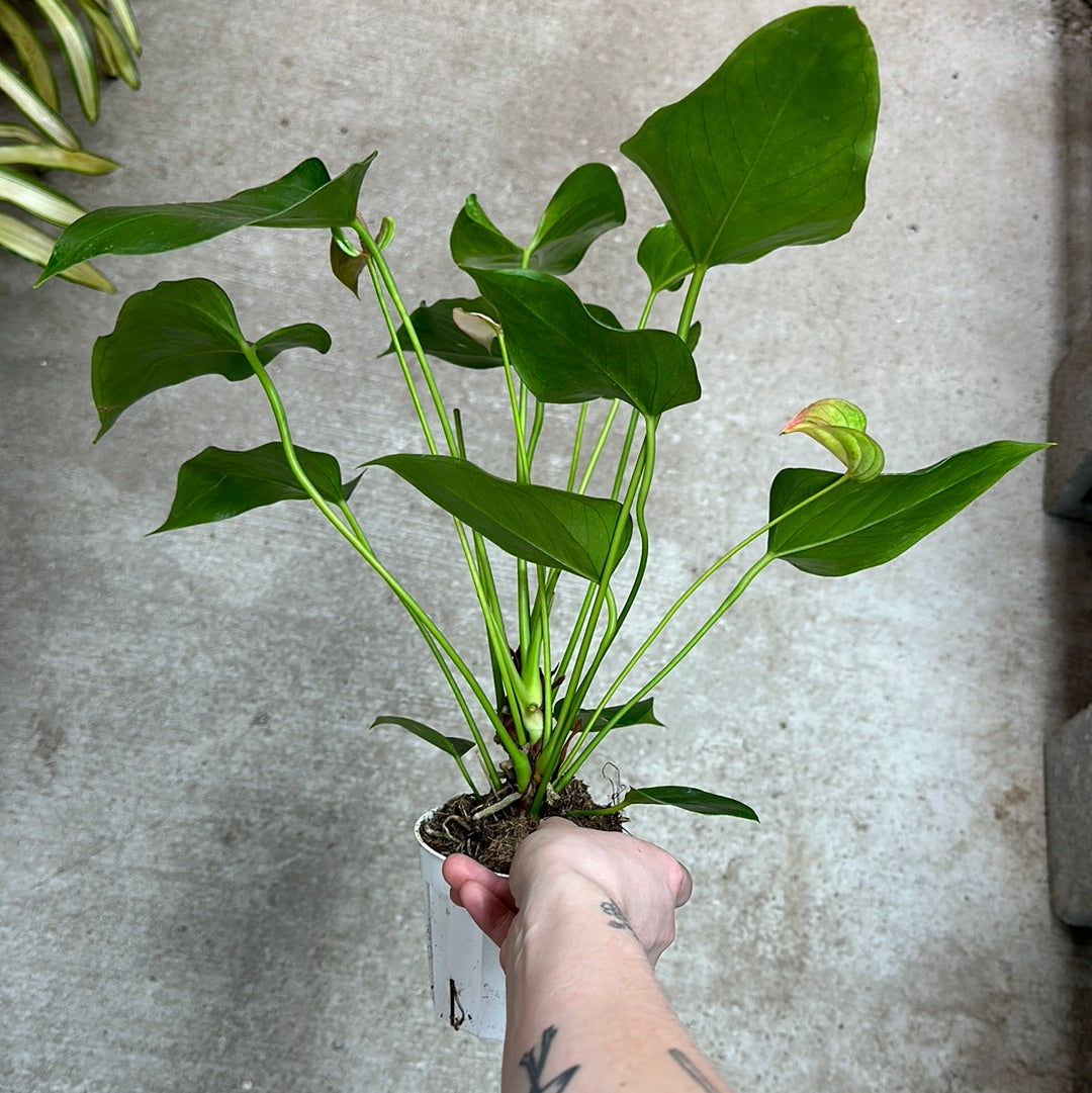 Anthurium Lilli 4" - Flowering Anthurium – Kent East Hill Nursery