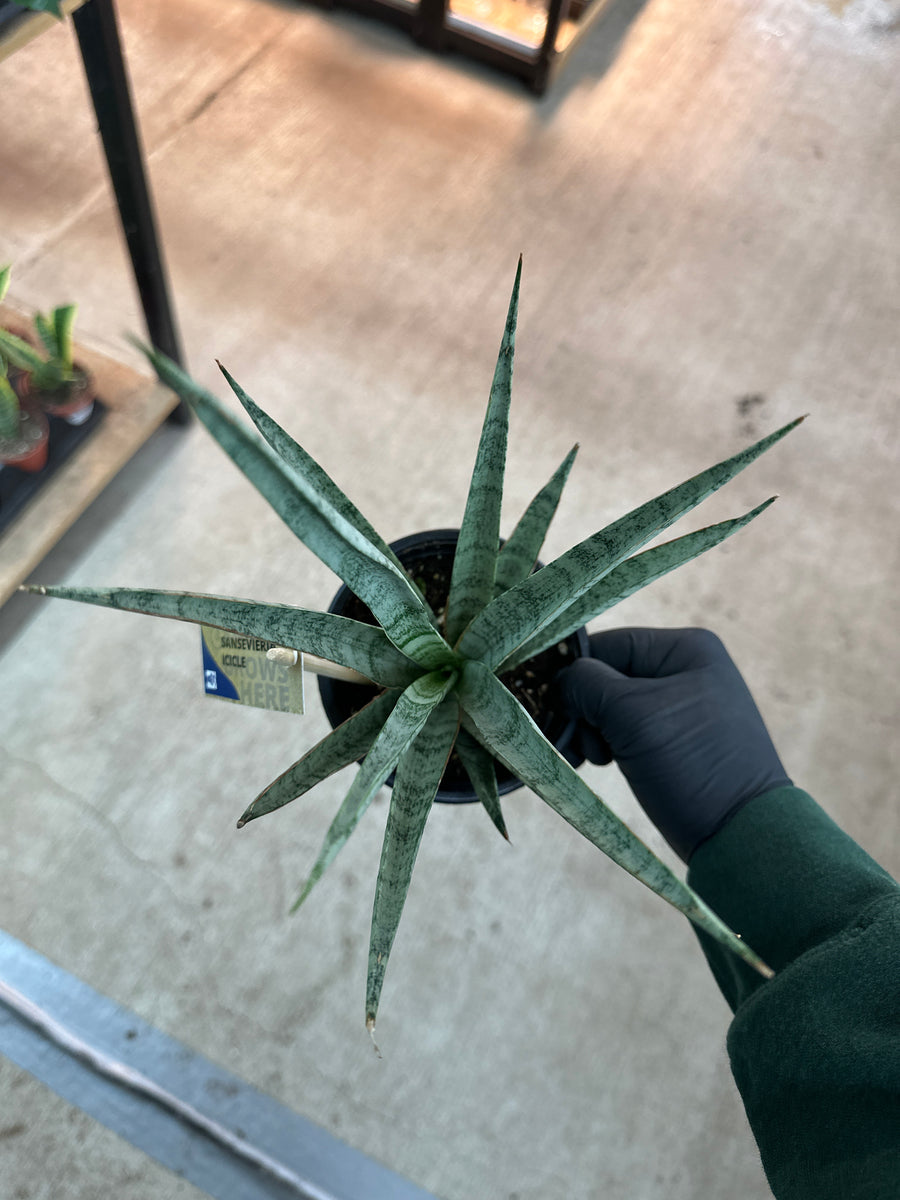 Sansevieria Icicle 4" - Snake Plant – Kent East Hill Nursery