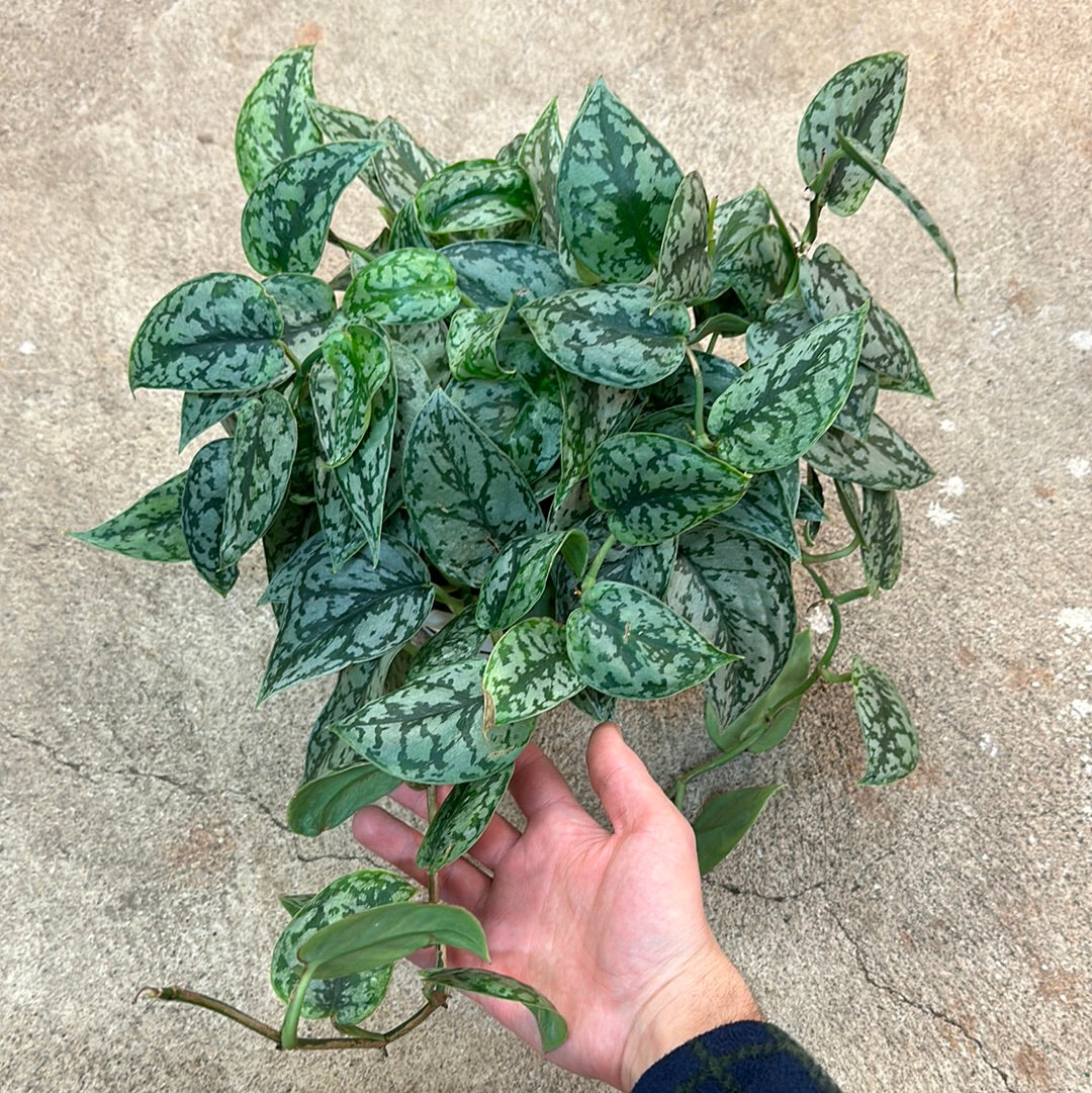 Scindapsus Silver Lady 8" HB - Satin Pothos – Kent East Hill Nursery