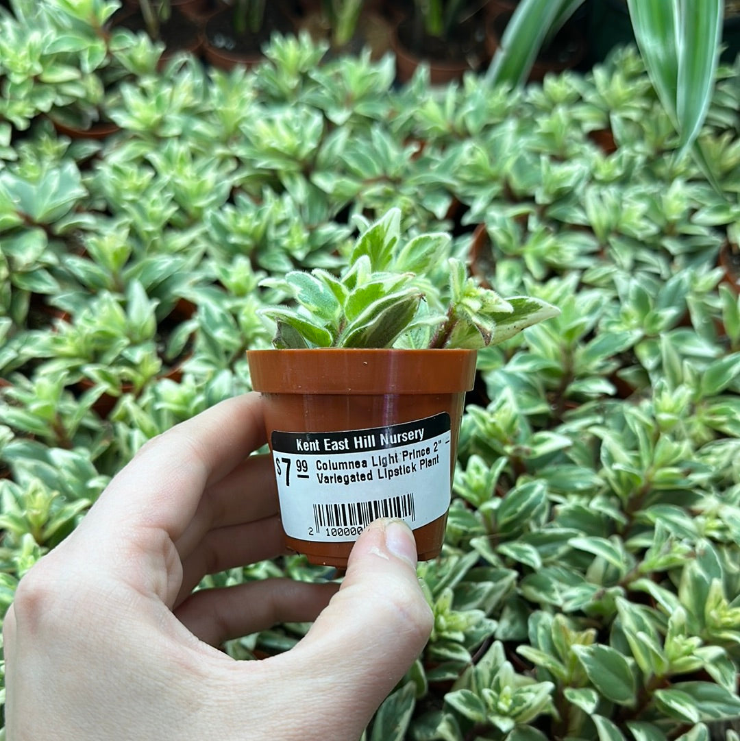 Columnea Light Prince 2" - Variegated Lipstick Plant – Kent East Hill ...