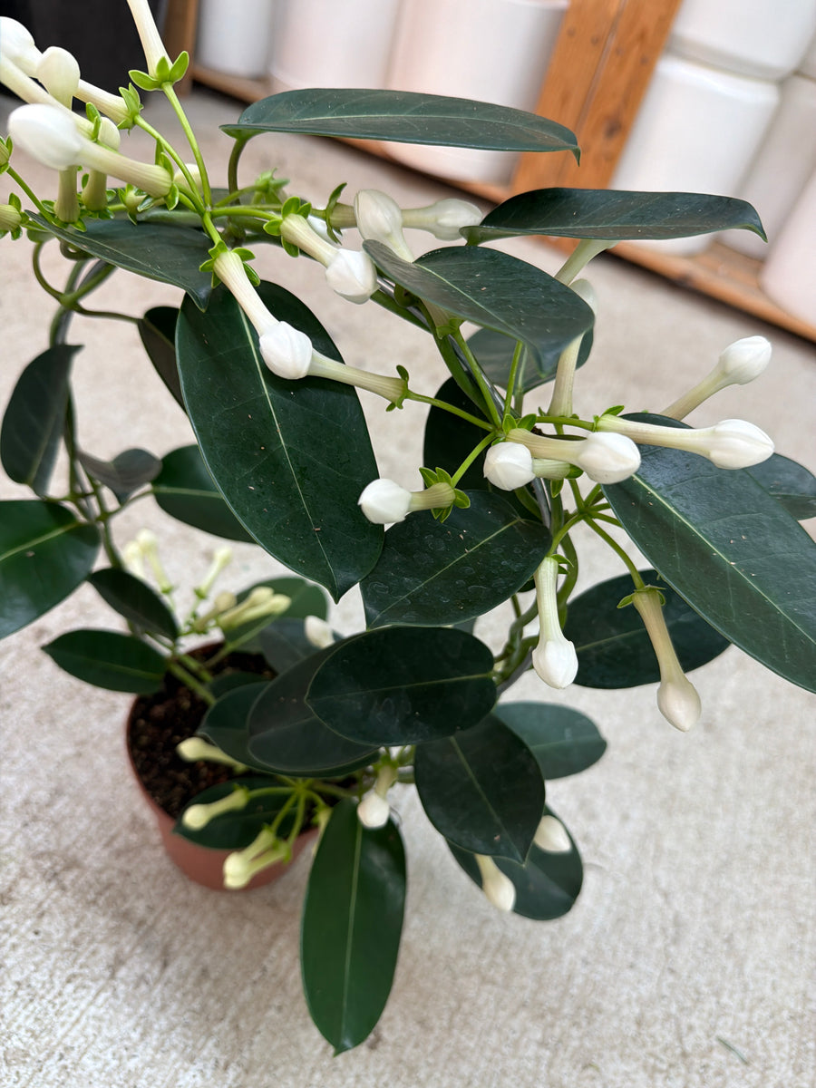 Stephanotis on Hoop 5" – Kent East Hill Nursery