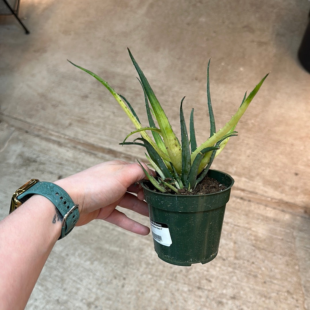 Aloe Solar Flare 4" – Kent East Hill Nursery