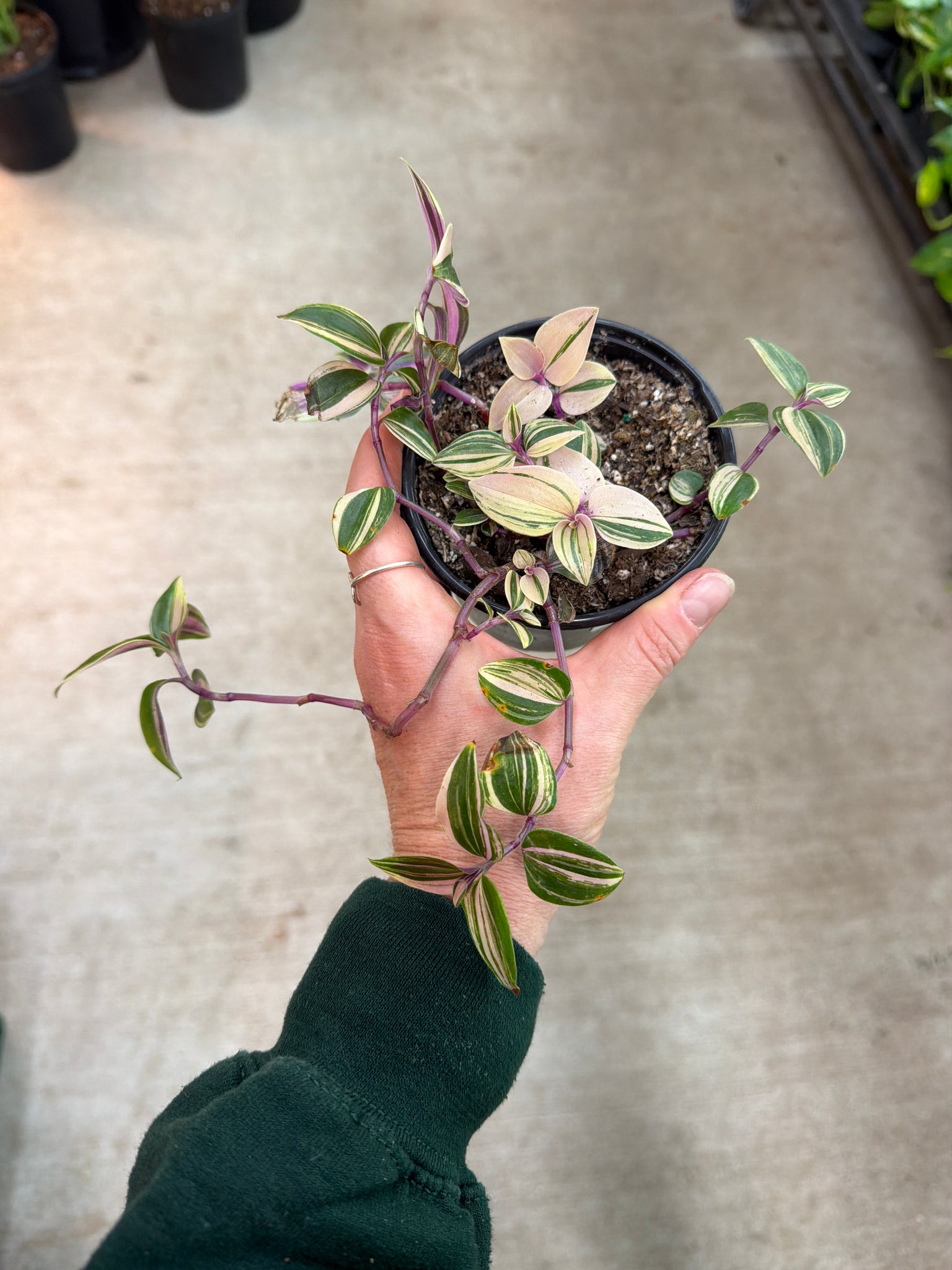 Tradescantia tricolor pink princess 4" - Inch Plant – Kent East Hill ...