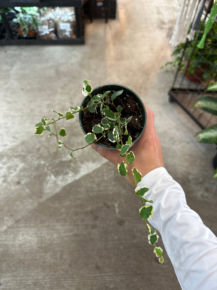 Ficus pumila 'Variegata' 4" - Creeping Fig – Kent East Hill Nursery