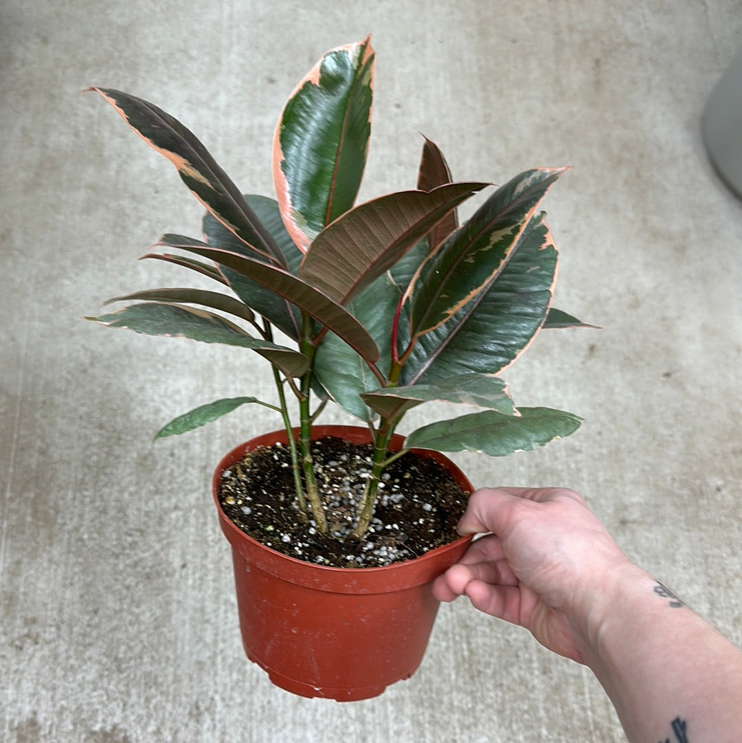 Ficus 'Ruby' 6" - Ruby Rubber Plant – Kent East Hill Nursery
