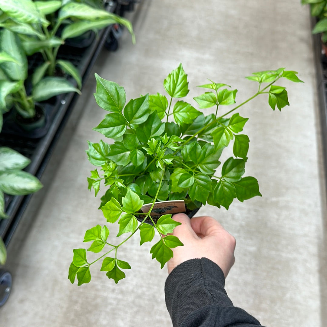 Radermachera sinica 4" - China Doll Bush – Kent East Hill Nursery